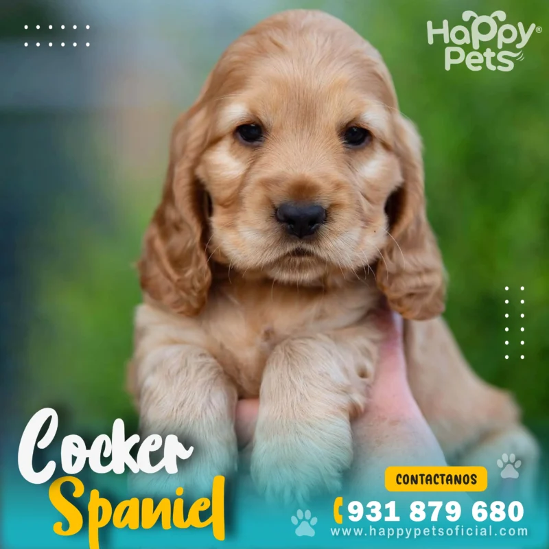 Cocker Spaniel en Lima | Venta: Cachorros |HappyPetsOficial