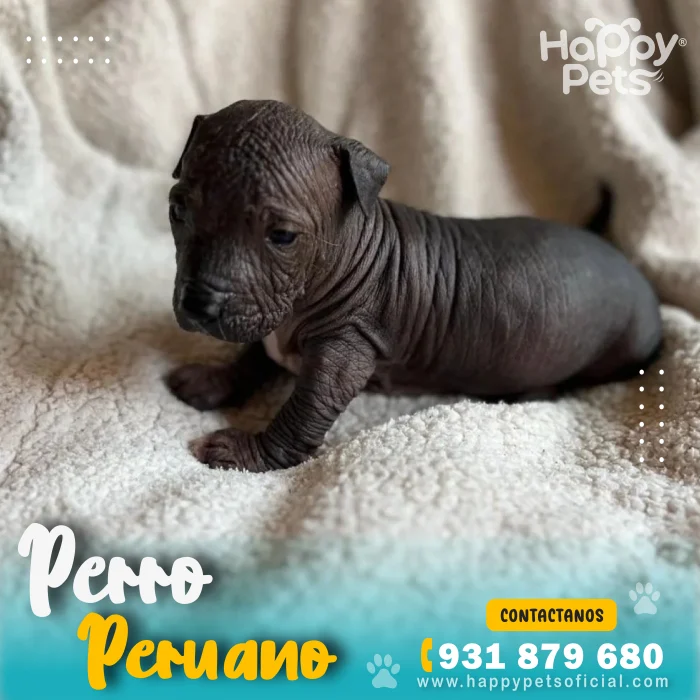 HappyPetsOficial | Venta de Cachorros: Perro Peruano en Lima